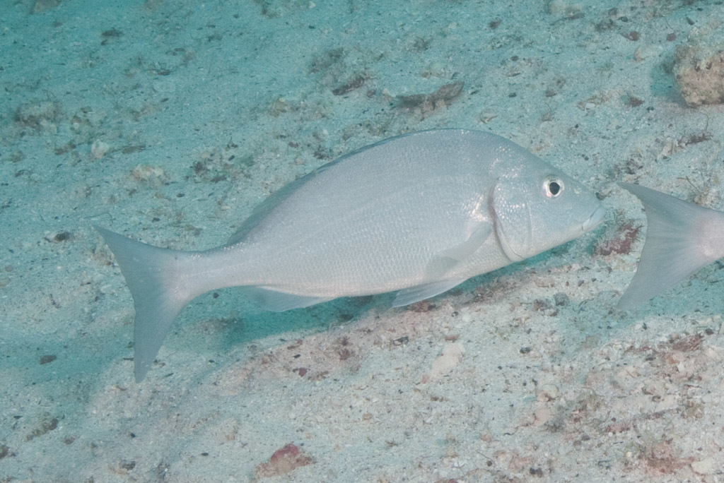 Pacific Porgy (Calamus brachysomus) - Marine Life Identification