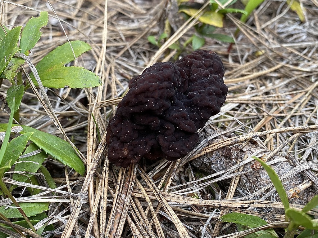 Gyromitra splendida from Lake Wenatchee State Park, Leavenworth, WA, US ...