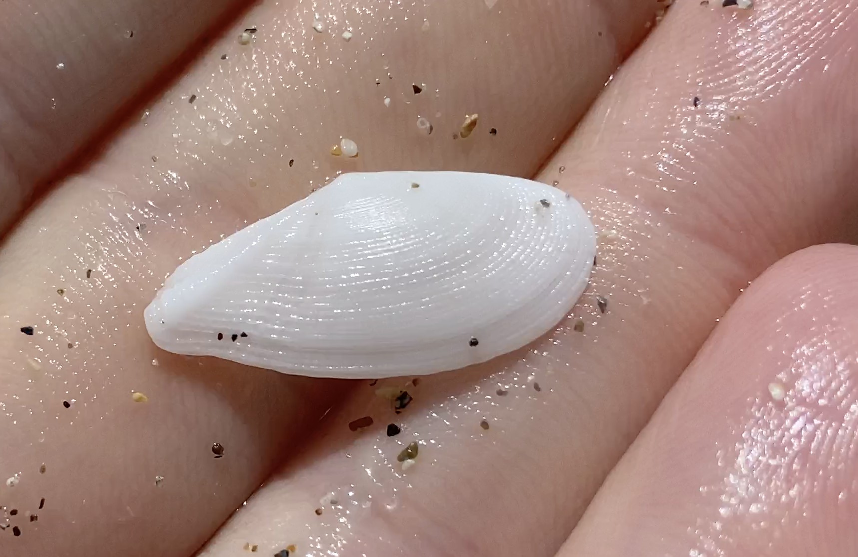 Tellinella listeri (Röding, 1798)