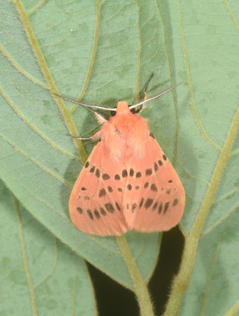 Lemyra alikangensis (Strand, 1915)
