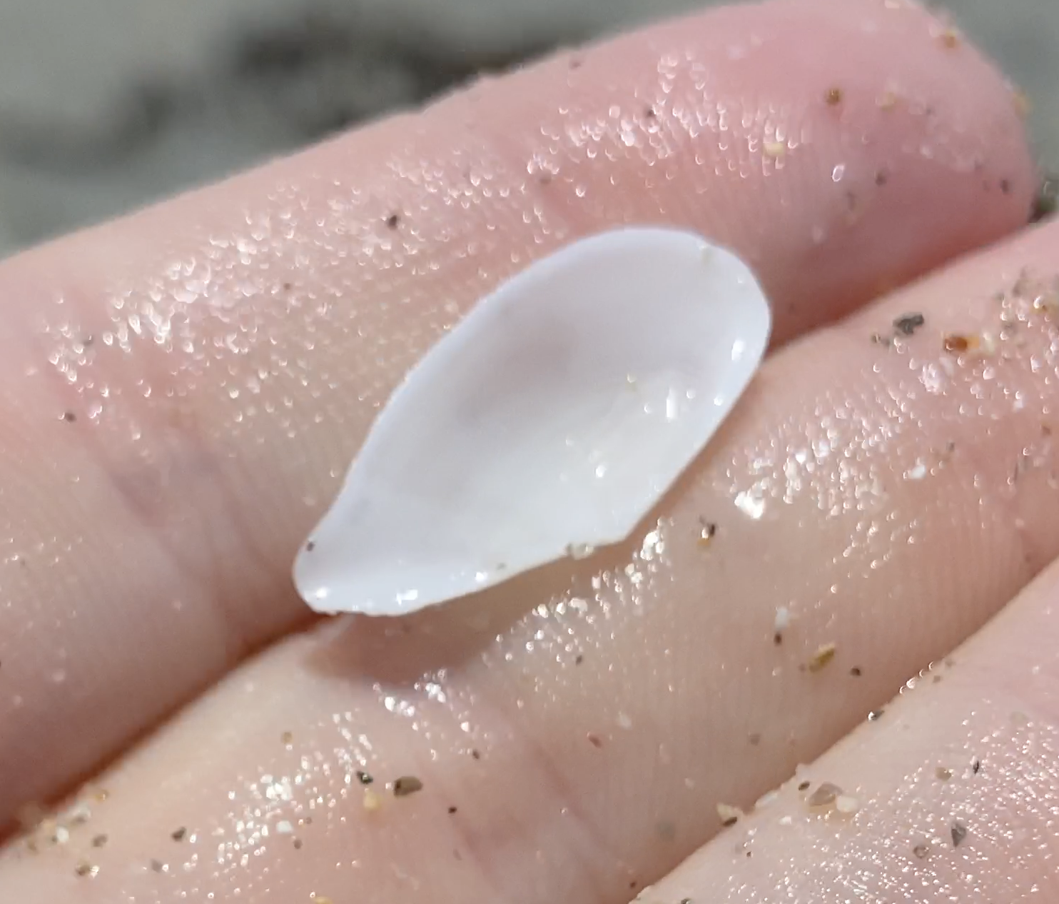 Tellinella listeri (Röding, 1798)