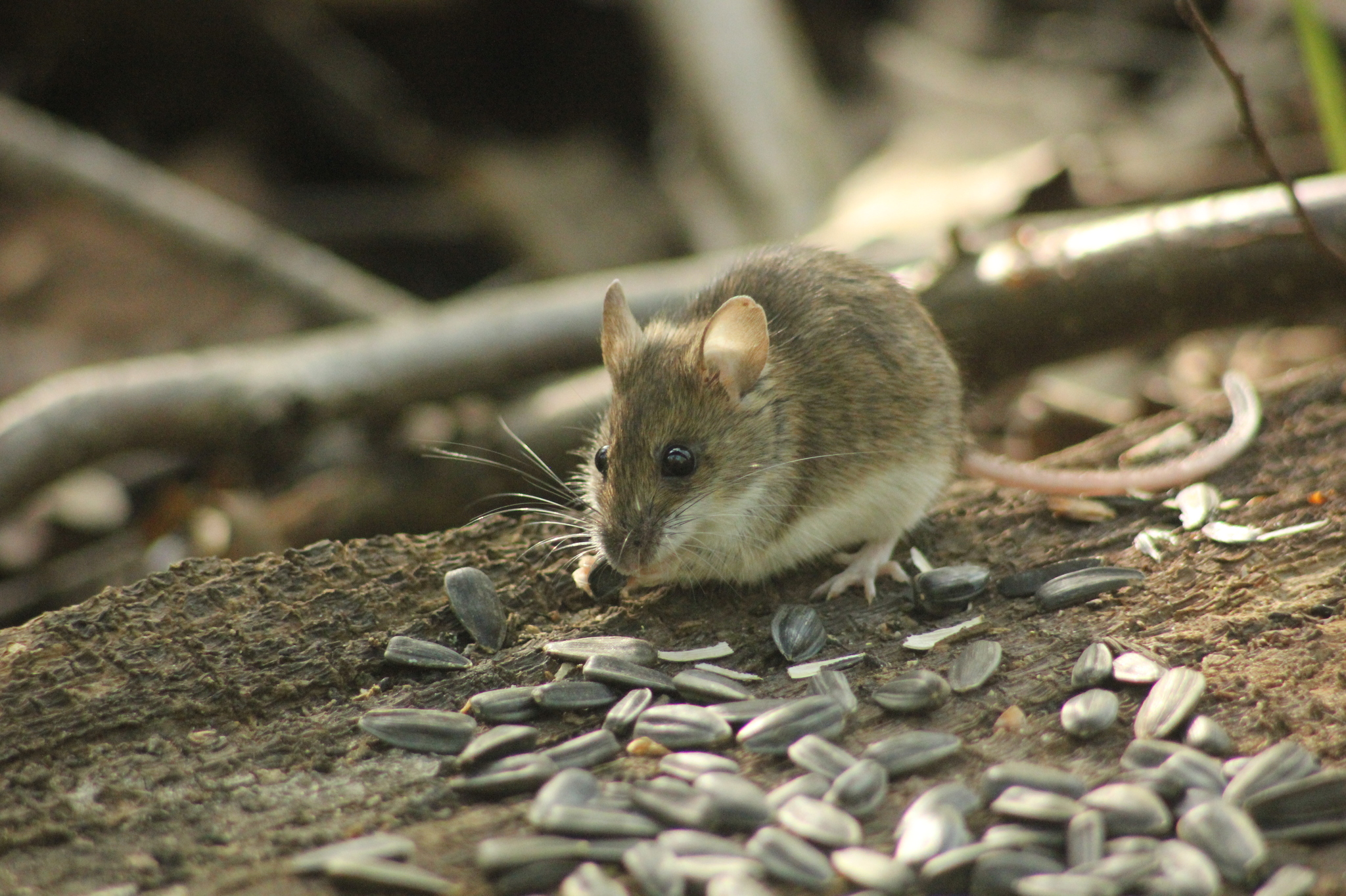 Apodemus uralensis (Pallas, 1811)