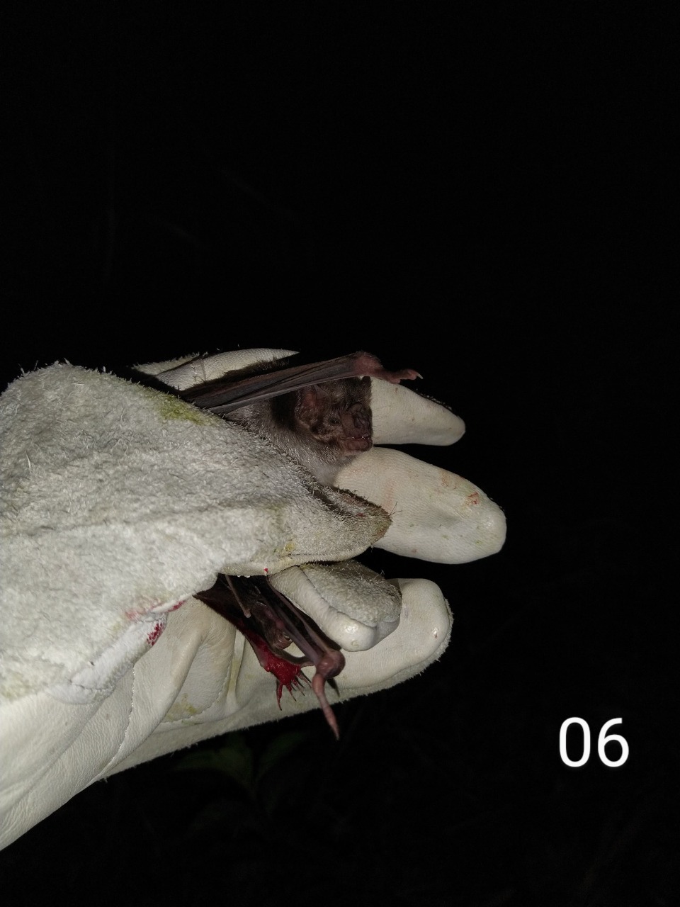 Desmodus rotundus (E.Geoffroy, 1810)