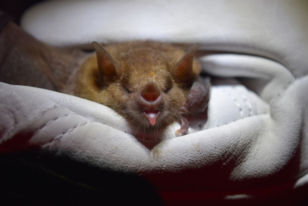 Mexican Long-nosed Bat from Hidalgo on July 21, 2017 by marcoreyes94 ...