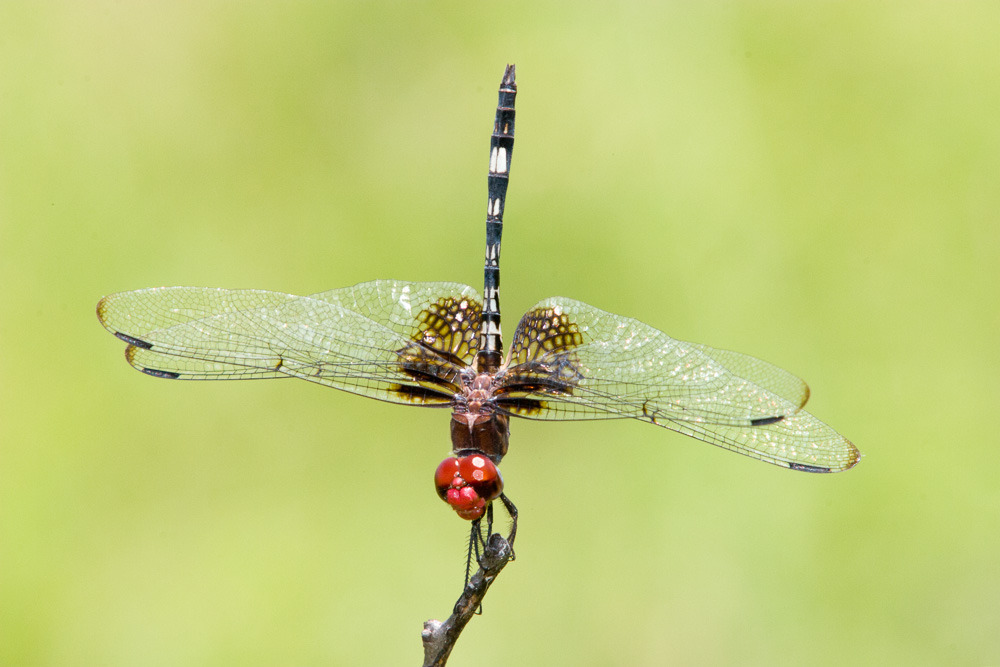 Checkered Setwing (Odonatos del Noreste de México) · iNaturalist Mexico