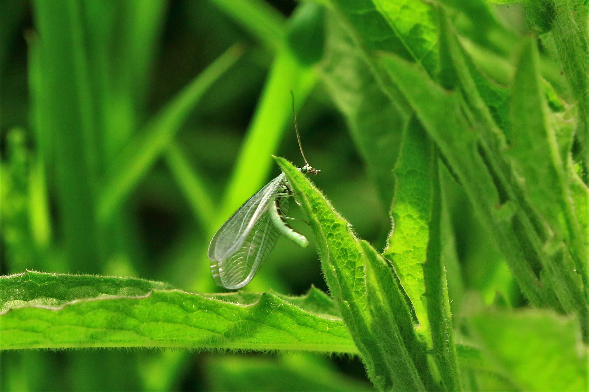 Chrysopa perla (Linnaeus, 1758)