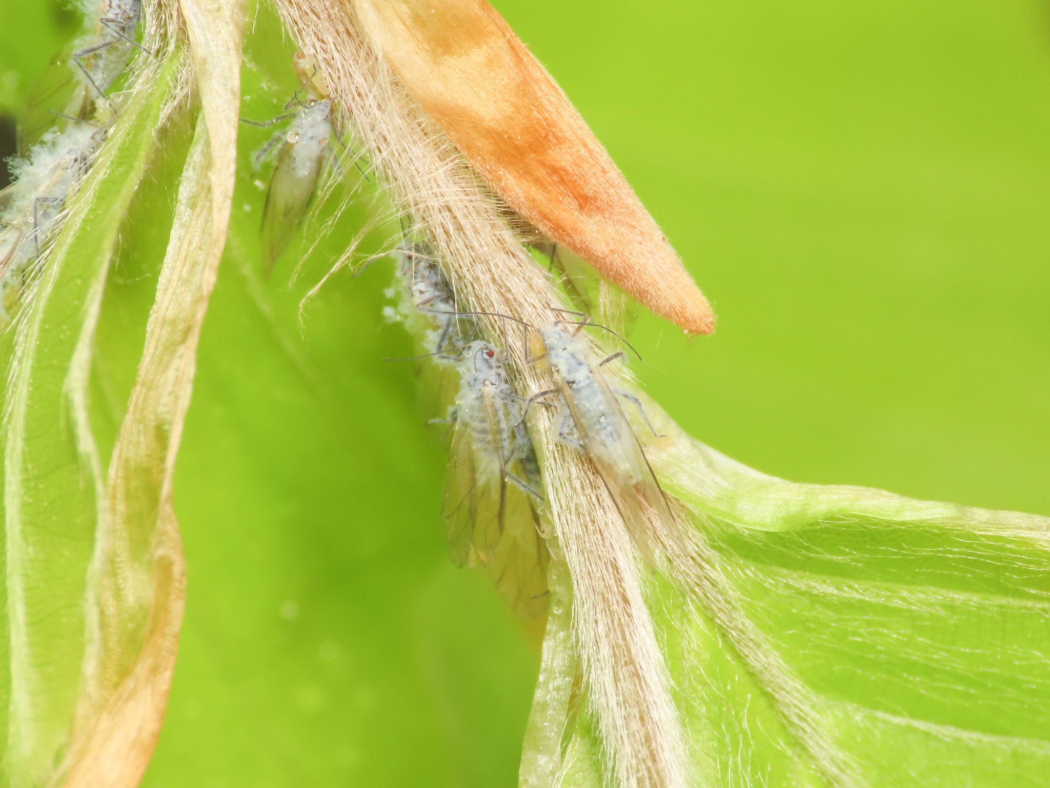 Phyllaphis fagi (Linnaeus, 1761)