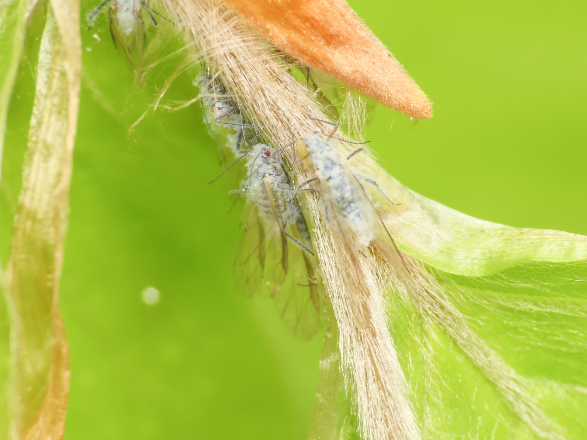 Phyllaphis fagi (Linnaeus, 1761)