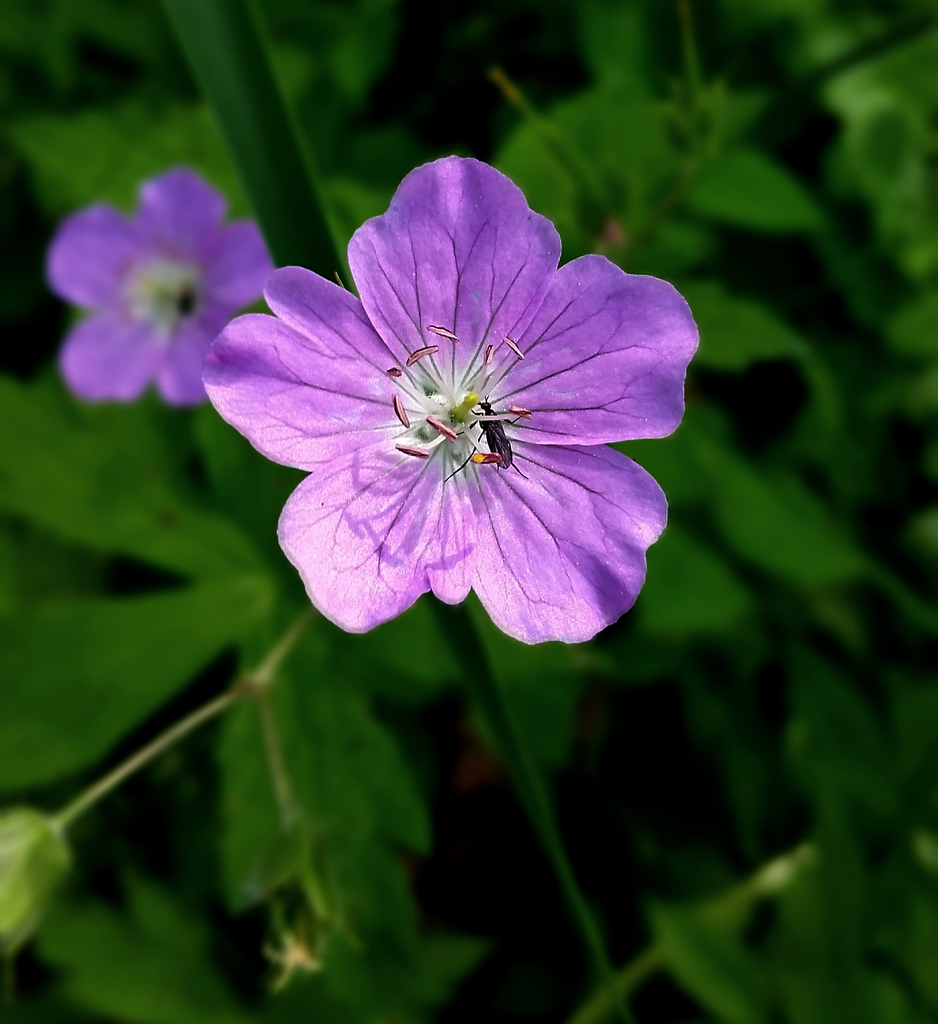 wild geranium from Saint Croix, Wisconsin, United States on June 9 ...