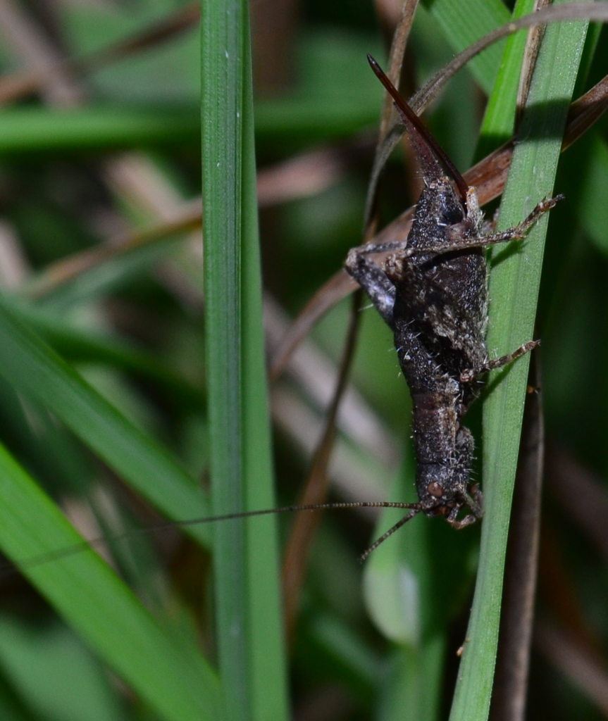 Hairy Scale-cricket from 23263, Ždrelac, Croatia on August 9, 2014 at ...