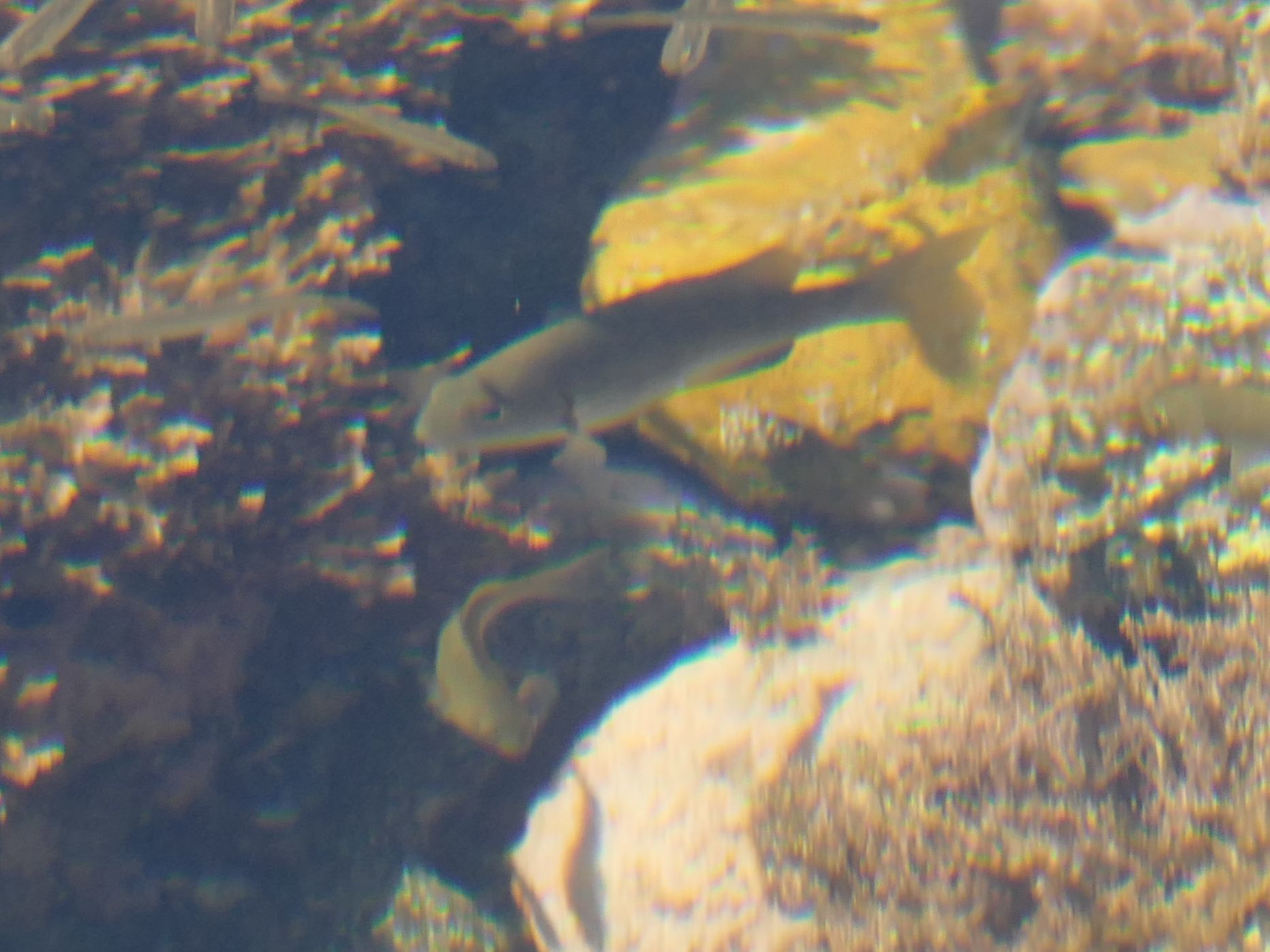 Girella elevata Macleay, 1881