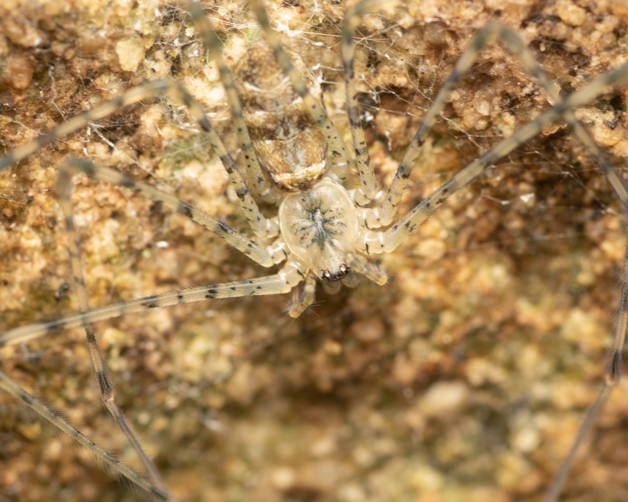 Hypochilidae