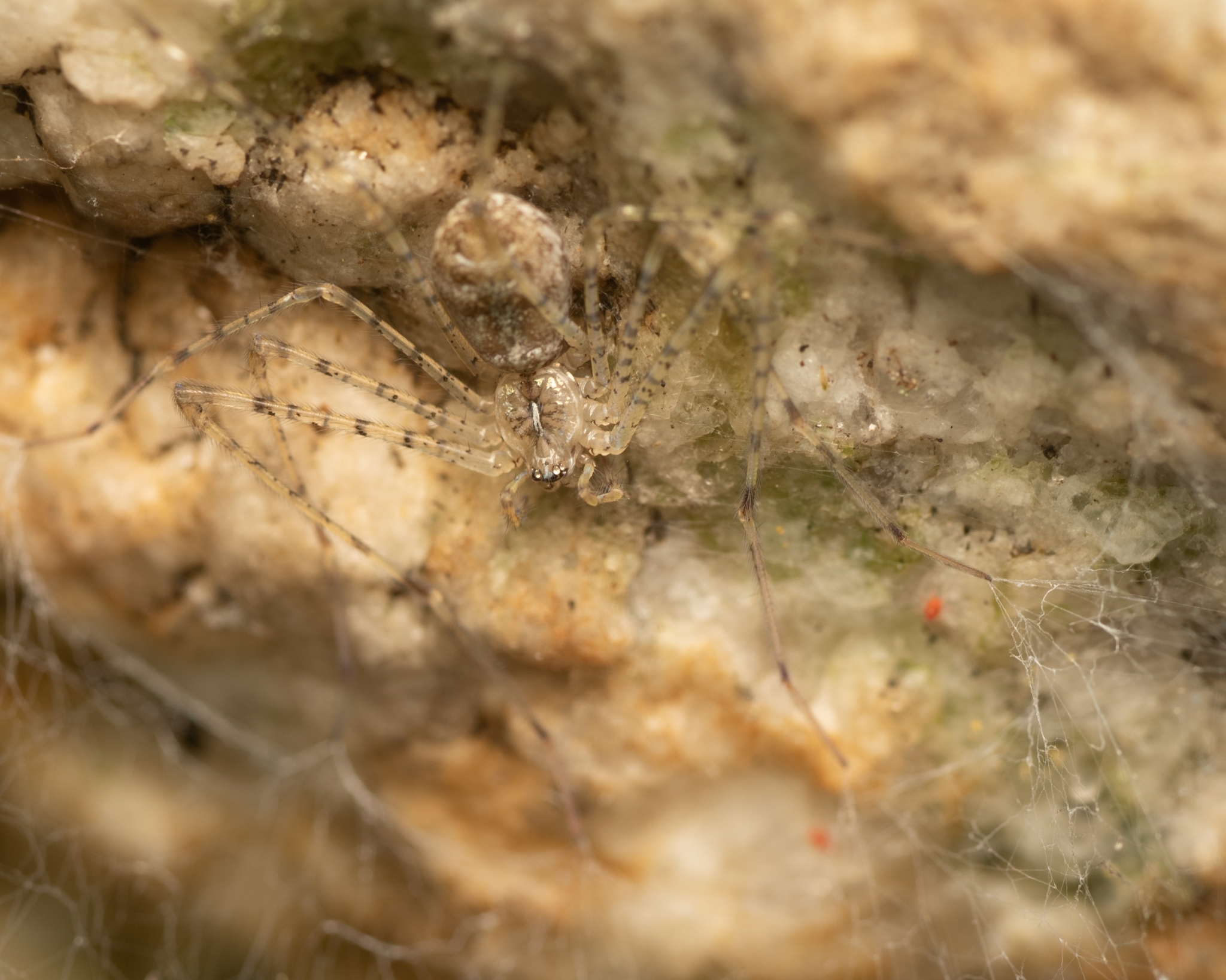 Hypochilidae