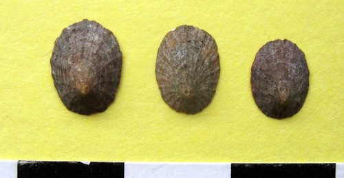 Genus Iothia · iNaturalist