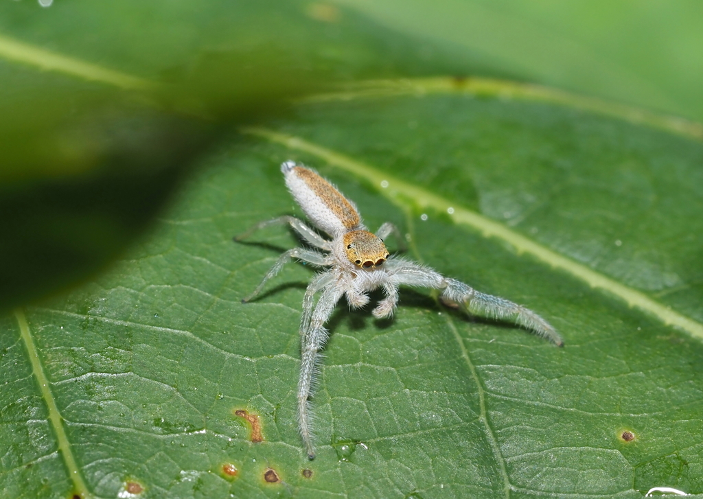 White-jawed Jumping Spider from Fairfax, VA, USA on May 24, 2022 at 05: ...