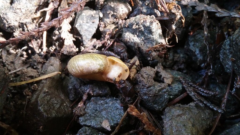 Beaded Lancetooth (Animals of the Lower Mainland) · iNaturalist