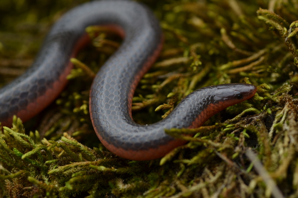 Western Worm Snake in April 2022 by George Zimmer · iNaturalist