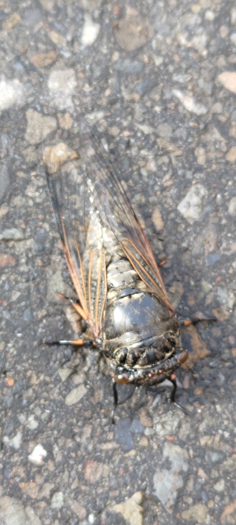 Cryptotympana atrata (Fabricius, 1775)