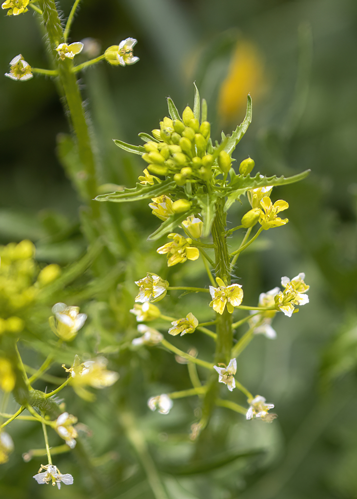 False London-rocket from 6 miles SE of Meeker, Rio Blanco County, CO ...
