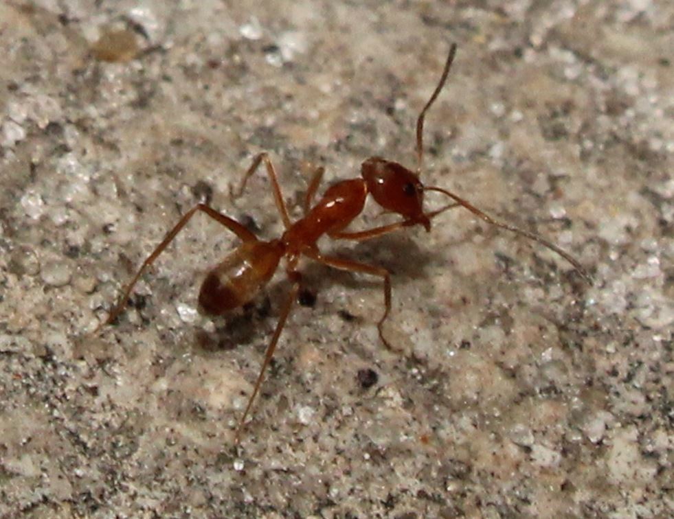 Buren's Pyramid Ant from Palm Beach County, FL, USA on May 23, 2022 by ...