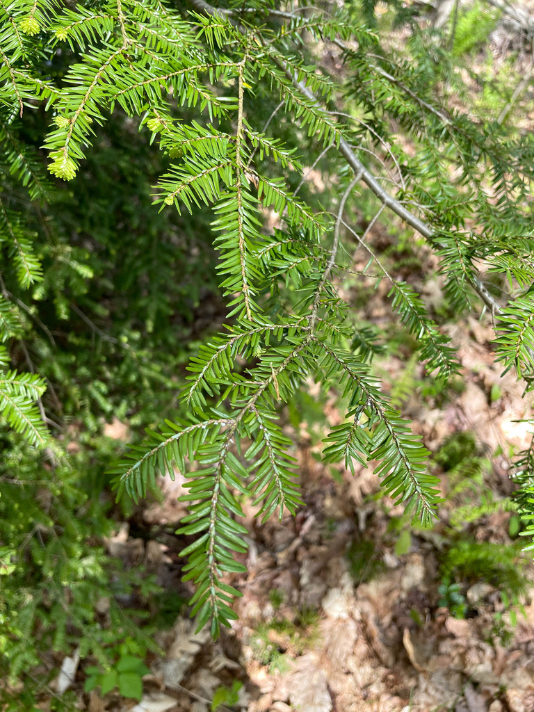 eastern hemlock in May 2022 by johnbotany · iNaturalist