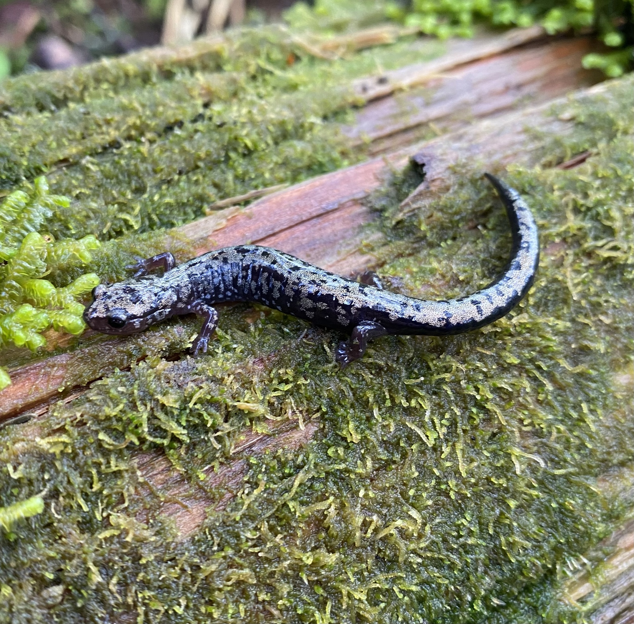 Plethodon welleri Walker, 1931