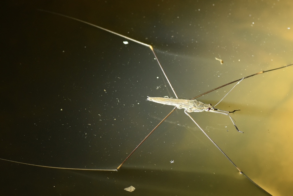 Gigantometra gigas in May 2017 by 桃子 · iNaturalist