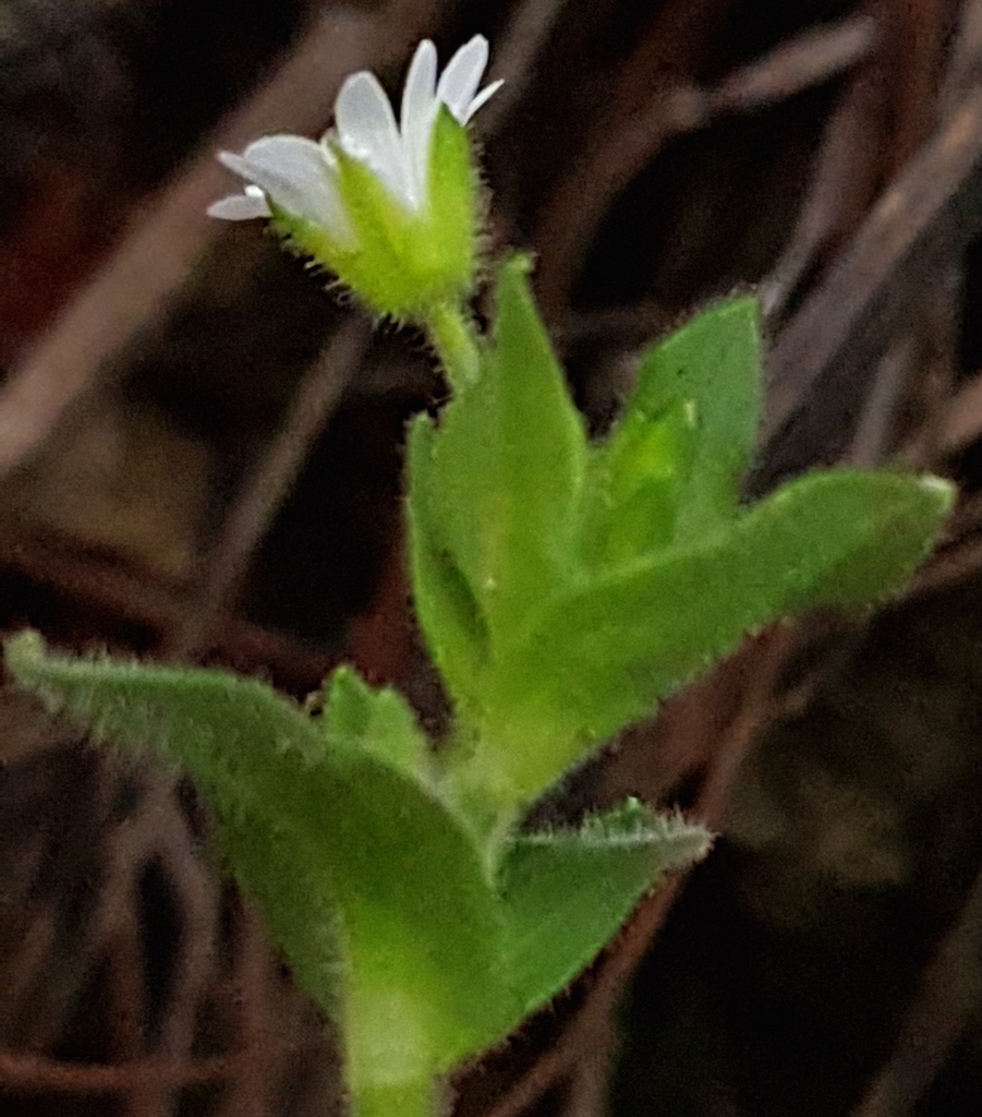 nodding chickweed (Cerastium nutans) - Botanical Realm