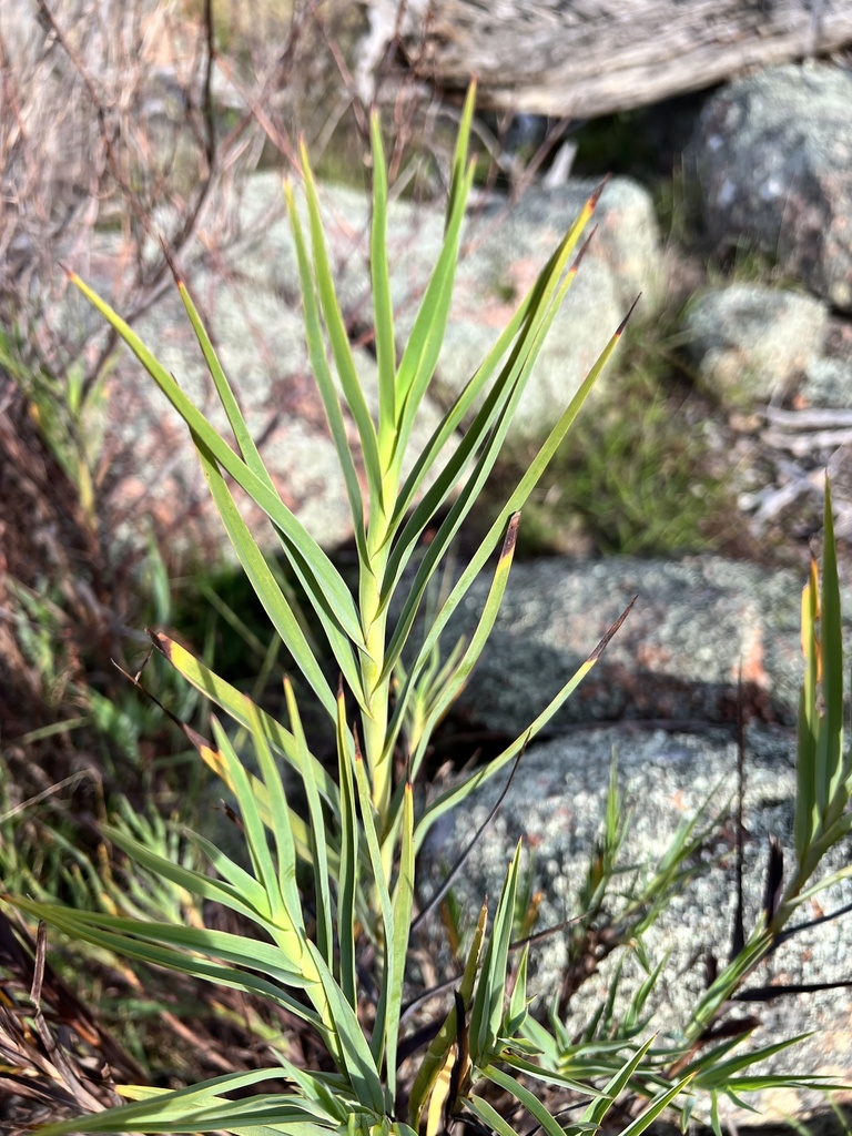 nodding blue lily from Wallangarra, QLD, AU on May 22, 2022 at 03:58 PM ...