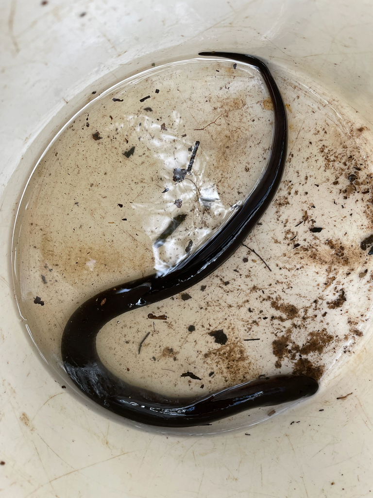 Two-toed Amphiuma from Huger on October 25, 2021 at 03:02 PM by mlime ...
