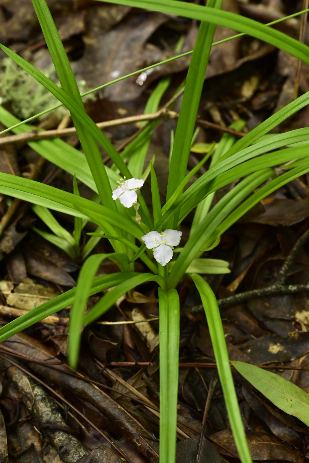 Callisia rosea (Vent.) D.R.Hunt