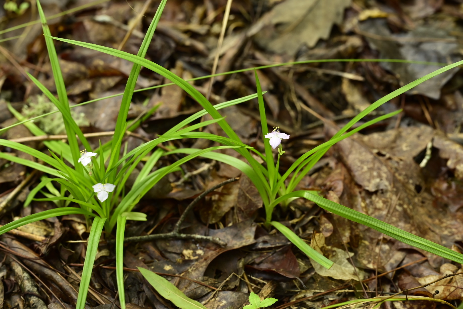 Callisia rosea (Vent.) D.R.Hunt