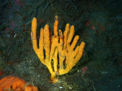 Common Antler Sponge (Axinella polypoides) · iNaturalist