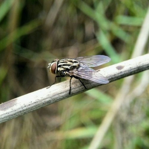 Graphomya rufitibia · iNaturalist