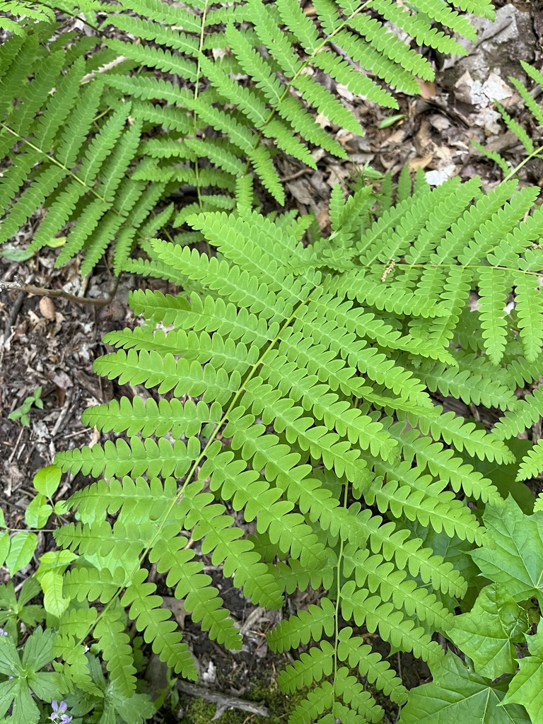 interrupted fern from St. John's Conservation Area, Thorold, ON, CA on ...