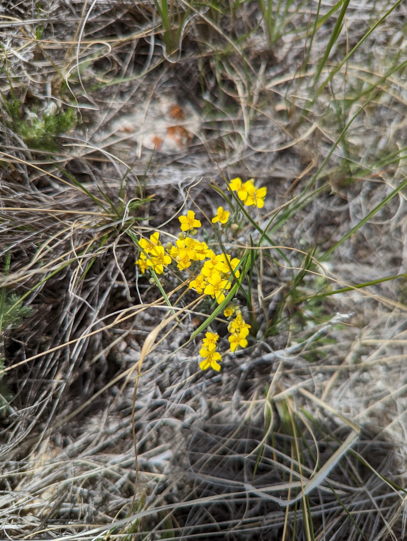 Physaria arenosa (Richardson) O'Kane & Al-Shehbaz