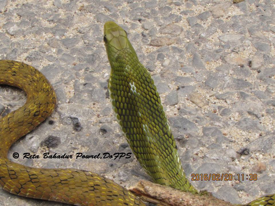 Big-eyed Bamboo Snake from Tsirang, Bhutan on February 20, 2016 at 01: ...