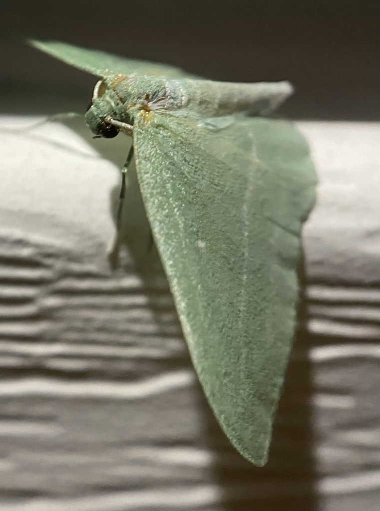 Bad-wing Moth from Hess Rd, East Liverpool, OH, US on May 24, 2022 at ...