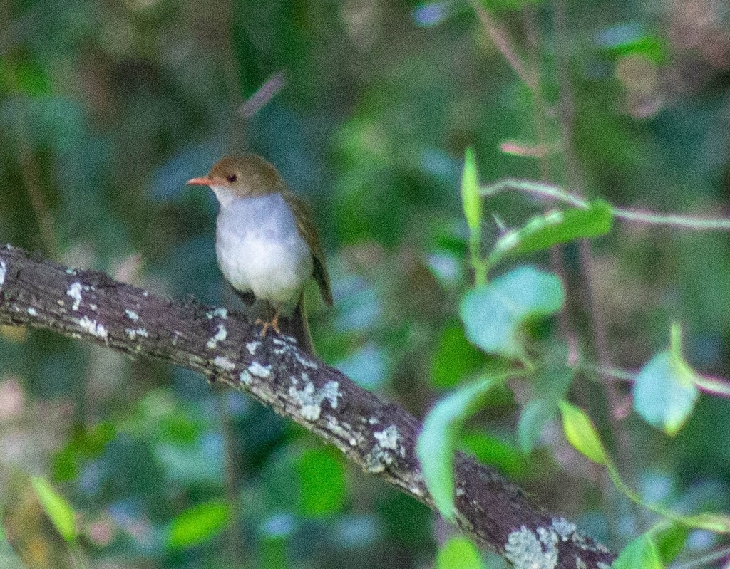 Orange-billed Nightingale-Thrush from Donato Guerra on May 21, 2022 at ...