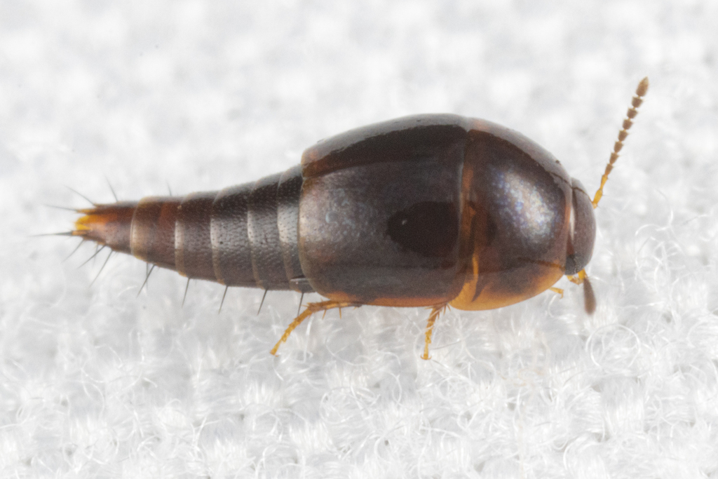 Coproporus (Coleoptera (beetles) of the British Indian Ocean Territory) · iNaturalist