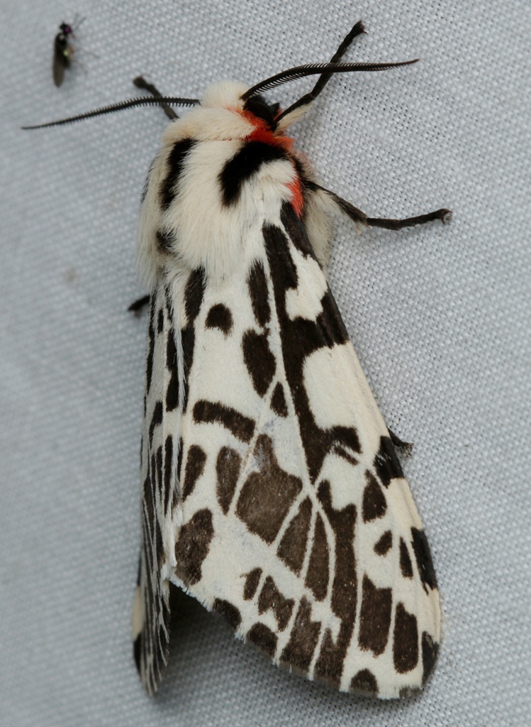 black-and-white tiger moth from Wonga Park VIC 3115, Australia on April ...