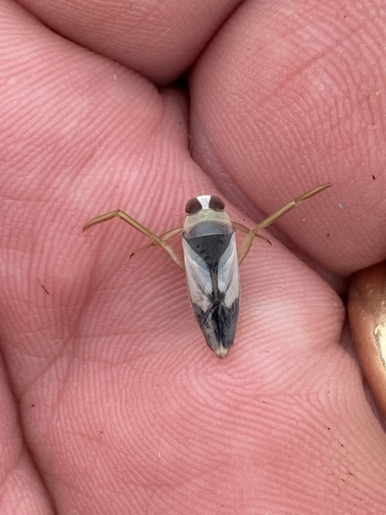 Grousewinged Backswimmer from Wheeler Branch, US Hwy 20, Lawrence ...