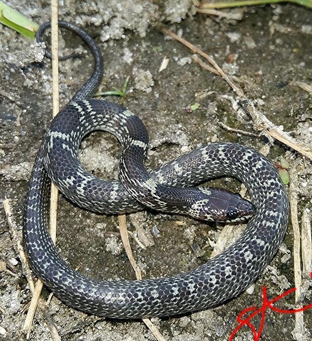 Indian Wolf Snake from Haracha, Bhutan on October 9, 2015 at 01:55 PM ...