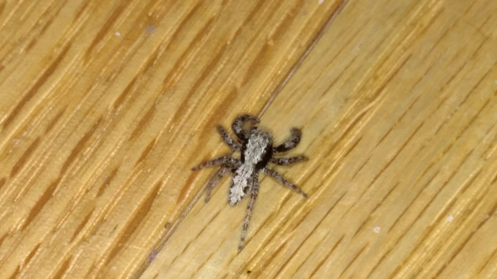 California Flattened Jumping Spider from 749 Paschal Dr, Lafayette, CO ...