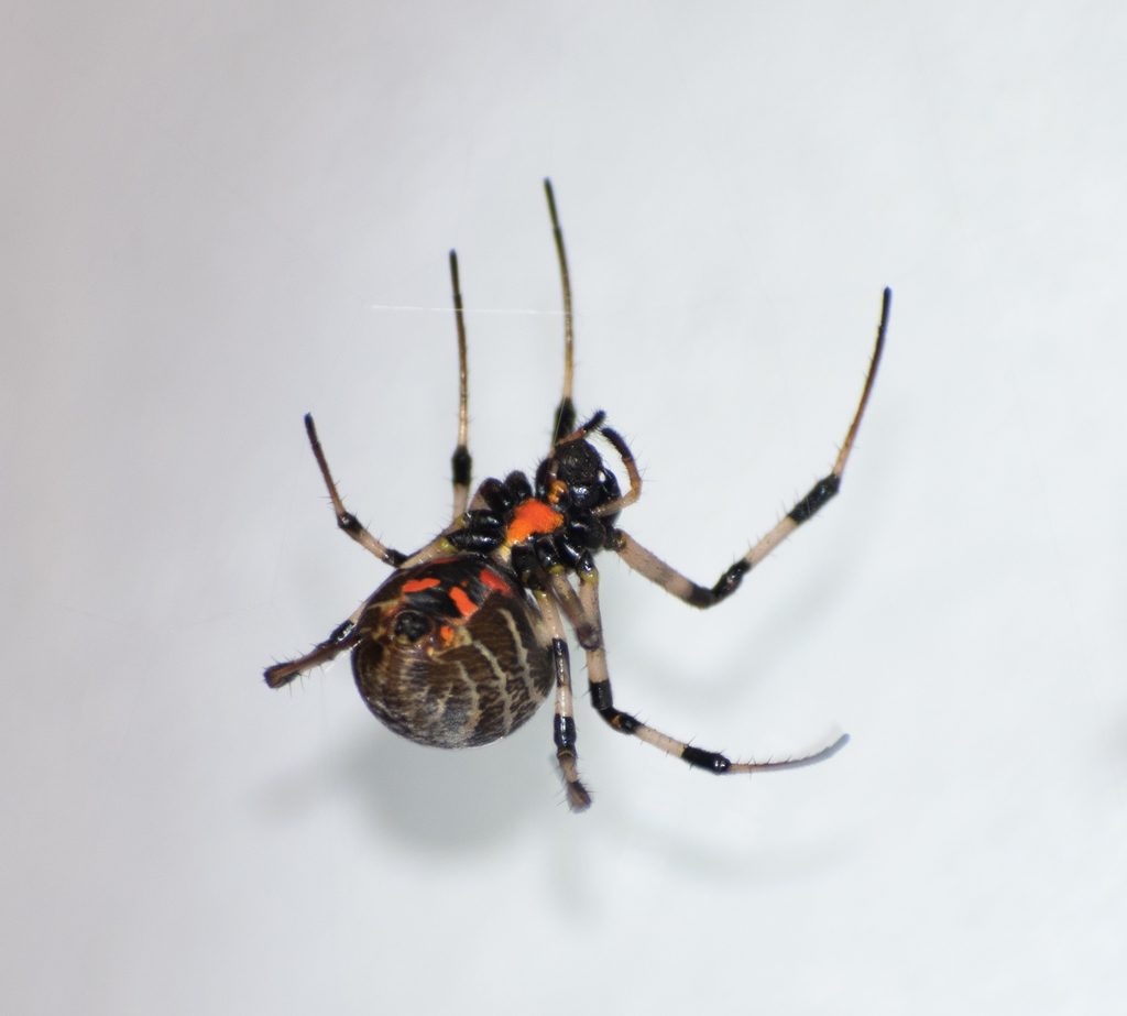 Asian Hermit Spider from Chikkamagaluru, Karnataka, India on May 21 ...