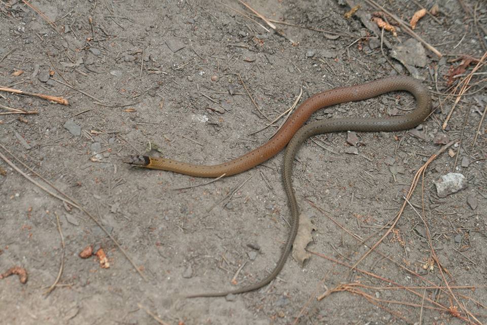 Collared Black-headed Snake from 8HGM+QG3, Trongsa, Bhutan on August 14 ...