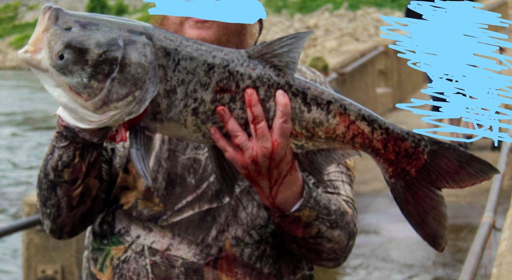 Bighead Carp from Barkley Dam, Grand Rivers, KY 42045, USA on May 24 ...