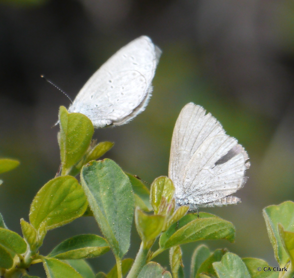 Echo Azure from Sequoia National Park, California, USA on June 7, 2015 ...