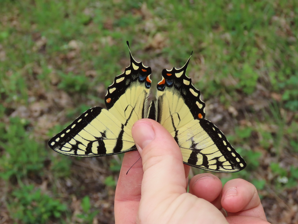 Appalachian Tiger Swallowtail from Herrington Manor Rd, Oakland, MD, US ...