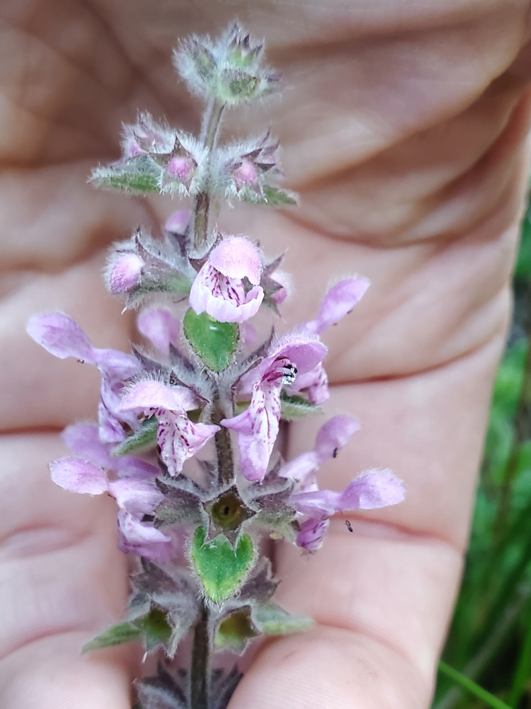 Bugle Hedgenettle from Kortum Trail on May 24, 2022 at 07:23 PM by ...